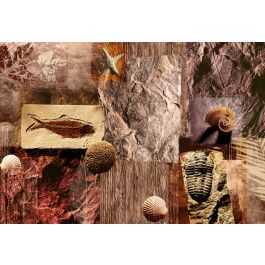 Fotobehang Fossils | Fossielen Collage